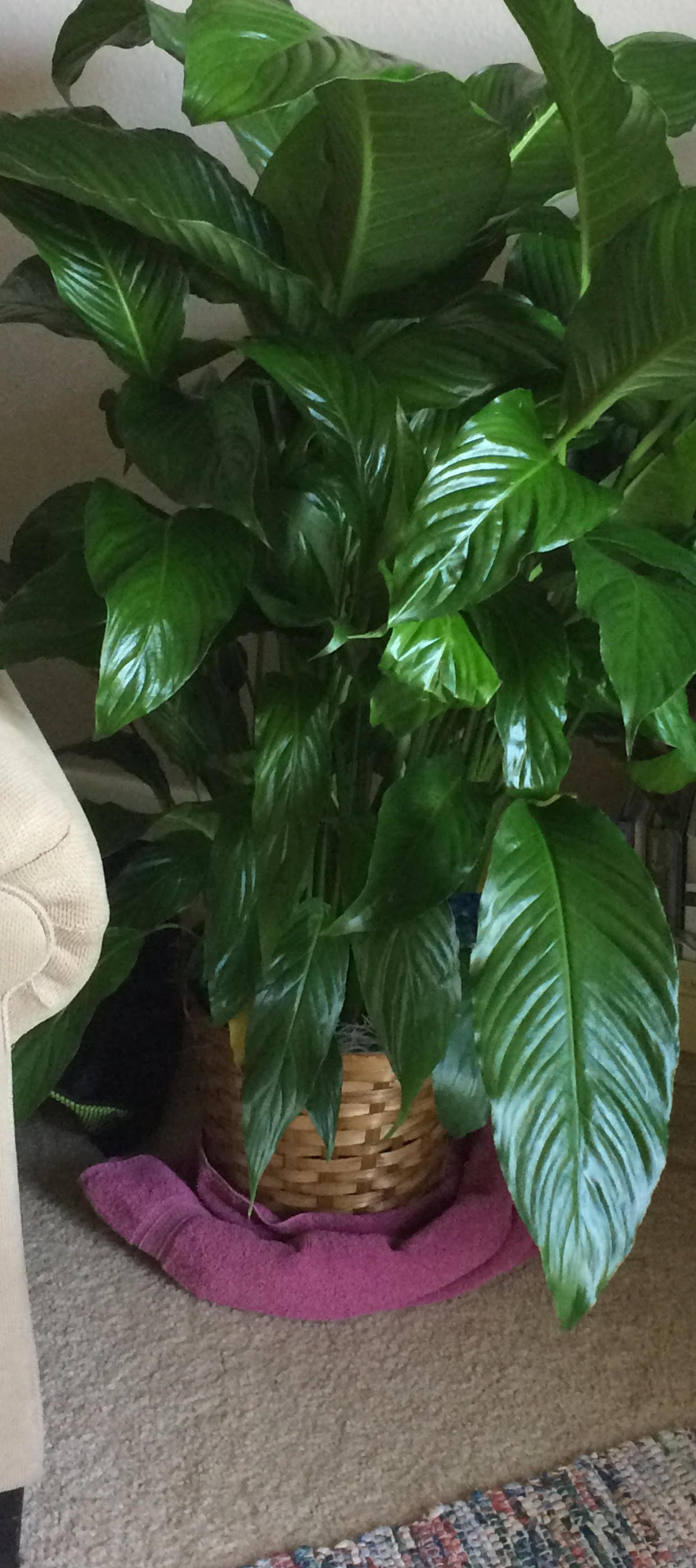 The threat of dead house plant – Snark on the Side